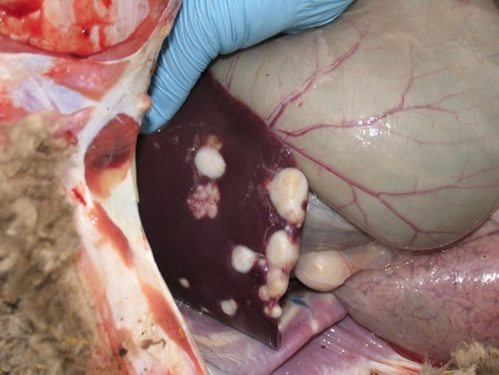 Image:Internal caseous lymphadenitis, liver, sheep-Merck Veterinary Manual