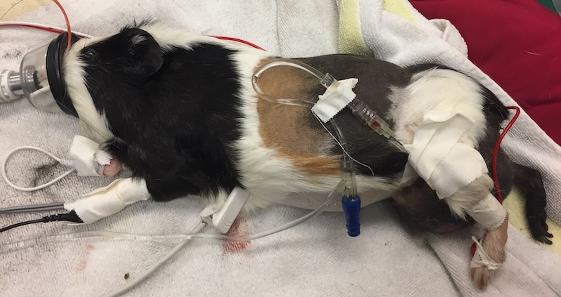 Image:Intraosseous catheter, guinea pig-Merck Veterinary Manual