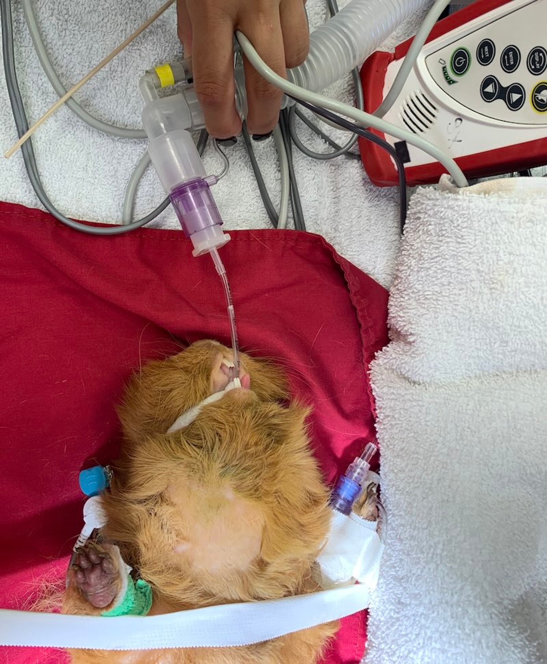 Clinical Techniques for Guinea Pigs - Exotic and Laboratory Animals ...