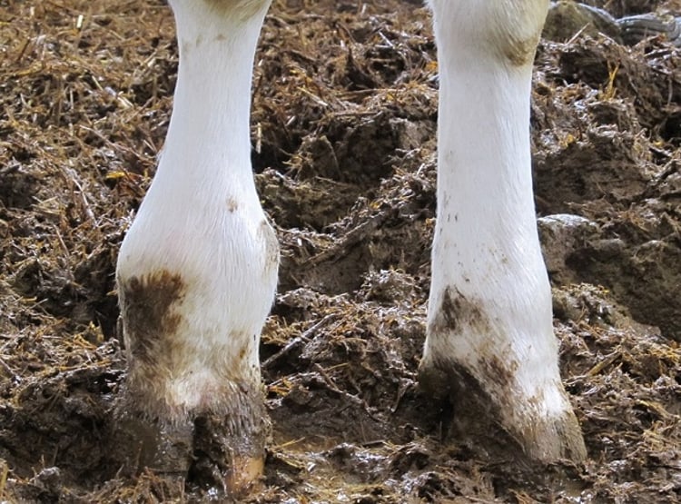 Image:Joint disease, cow-Merck Veterinary Manual