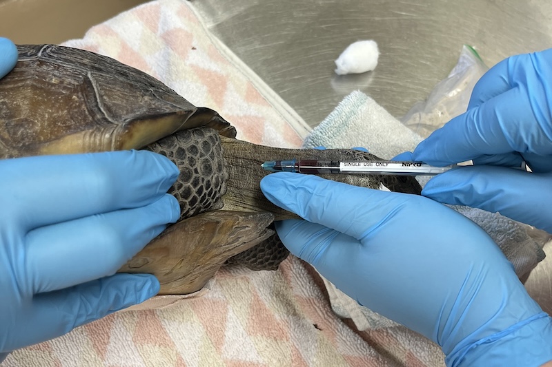 Image:Jugular venipuncture, tortoise-MSD Veterinary Manual