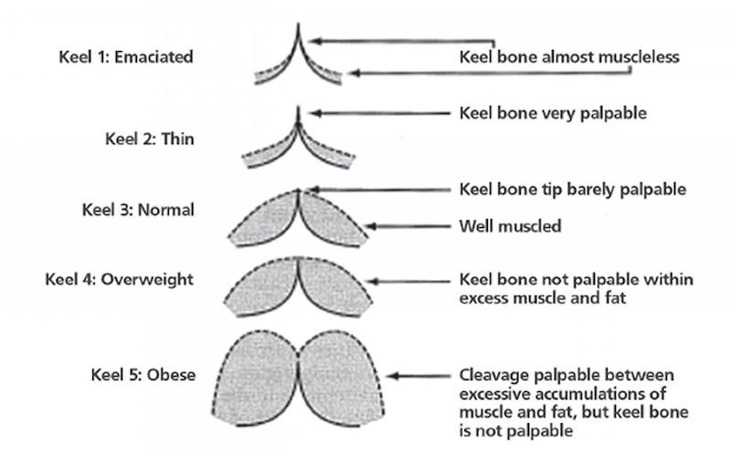 Image:Marcado de la quilla-Manual de veterinaria de MSD