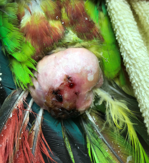 Image:Xanthoma, parrot-Merck Veterinary Manual
