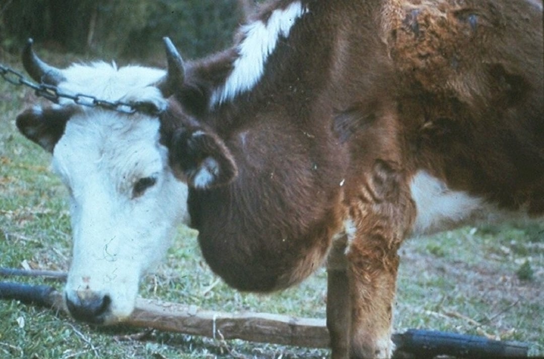 Dermatobia hominis Hypodermiasis - Integumentary System - MSD Veterinary Manual