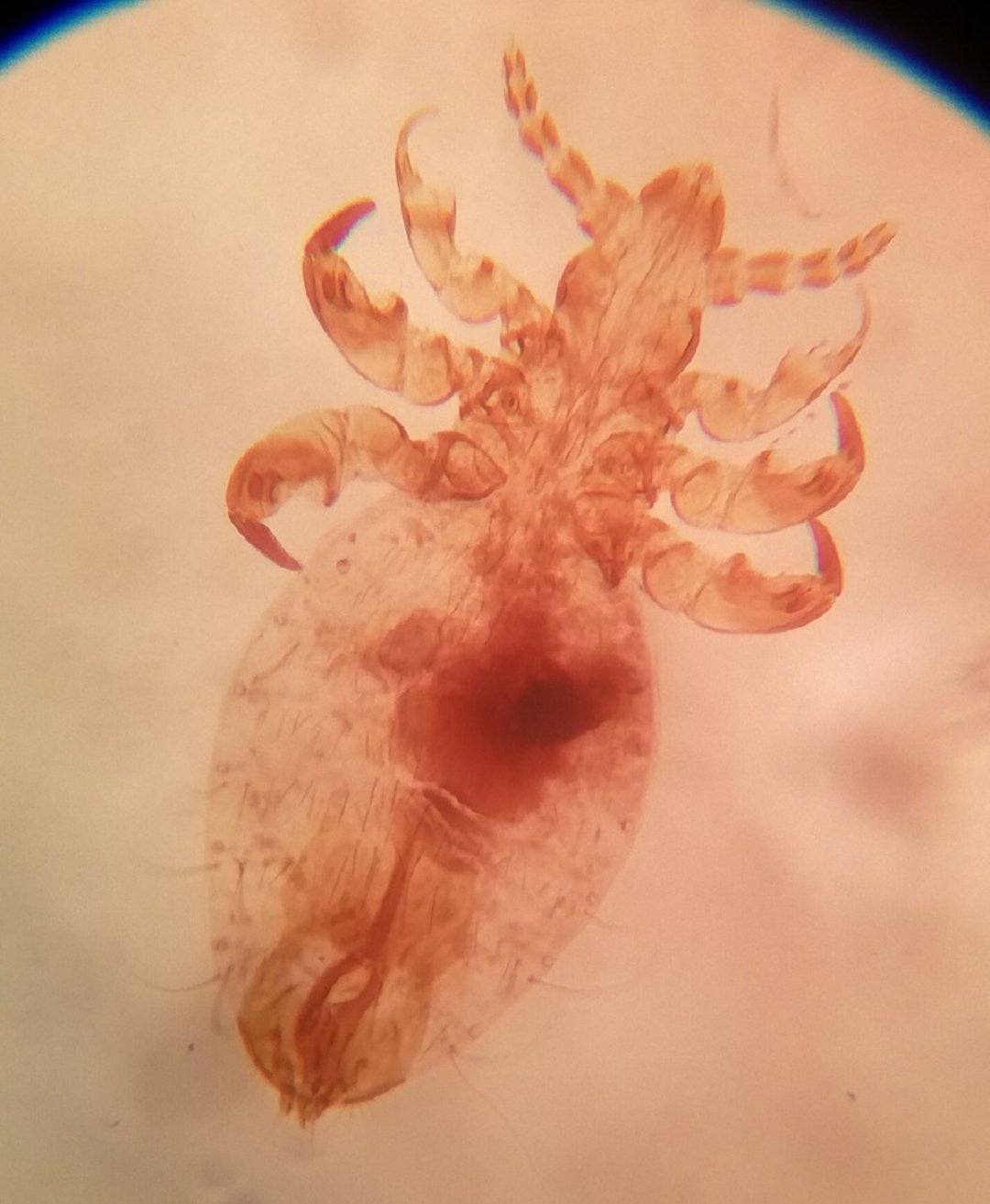 Lice in Cattle - Integumentary System - Merck Veterinary Manual