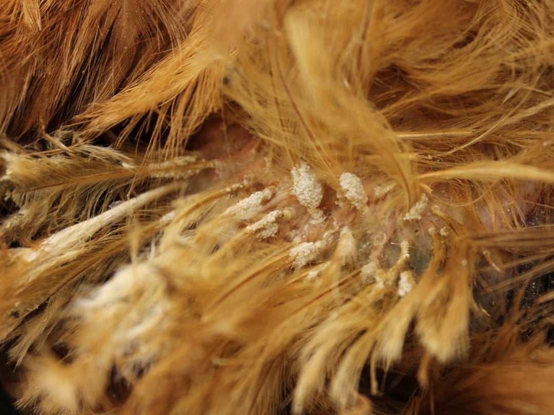 Common Infectious Diseases in Backyard Poultry - Common Infectious ...