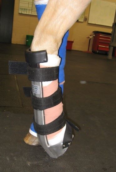Image:Férula metálica de nivel 1, extremidad anterior distal, caballo ...