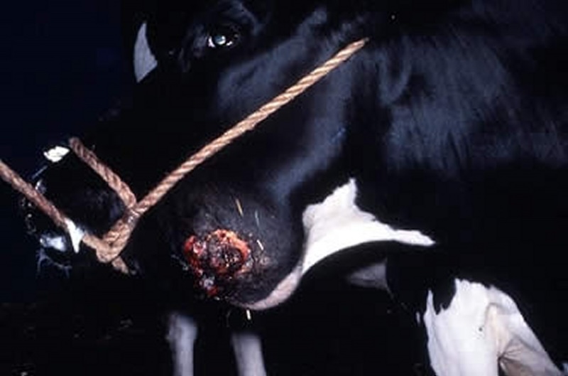 Image:Lumpy jaw, suppurative lesion, cow-Merck Veterinary Manual