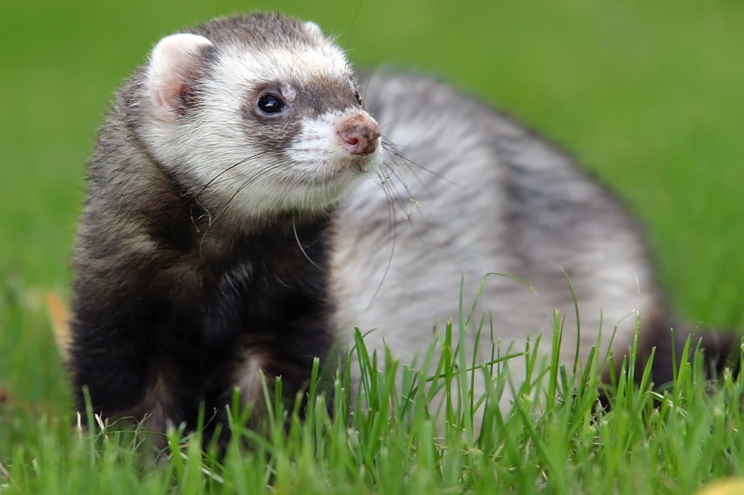 Overview of Ferrets - Exotic and Laboratory Animals - Merck Veterinary ...