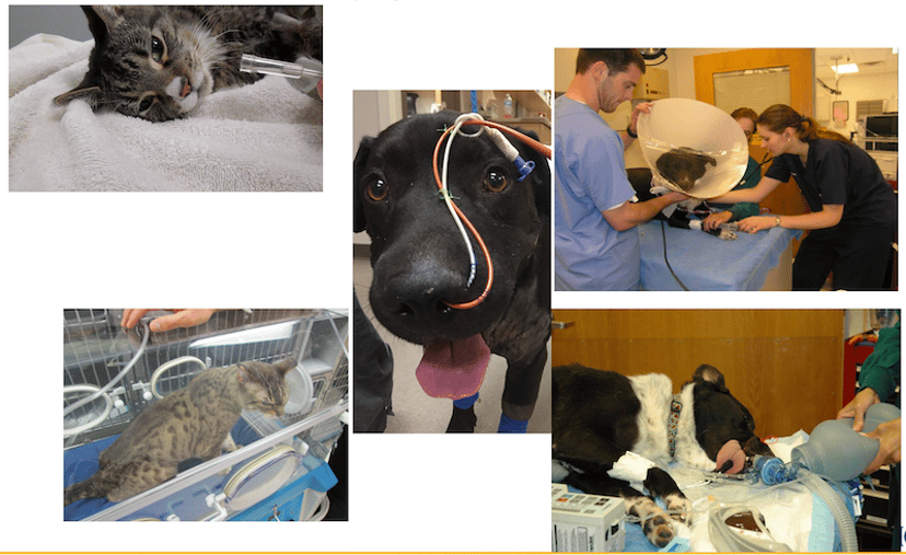 Initial Triage and Resuscitation of Small Animal Emergency Patients ...