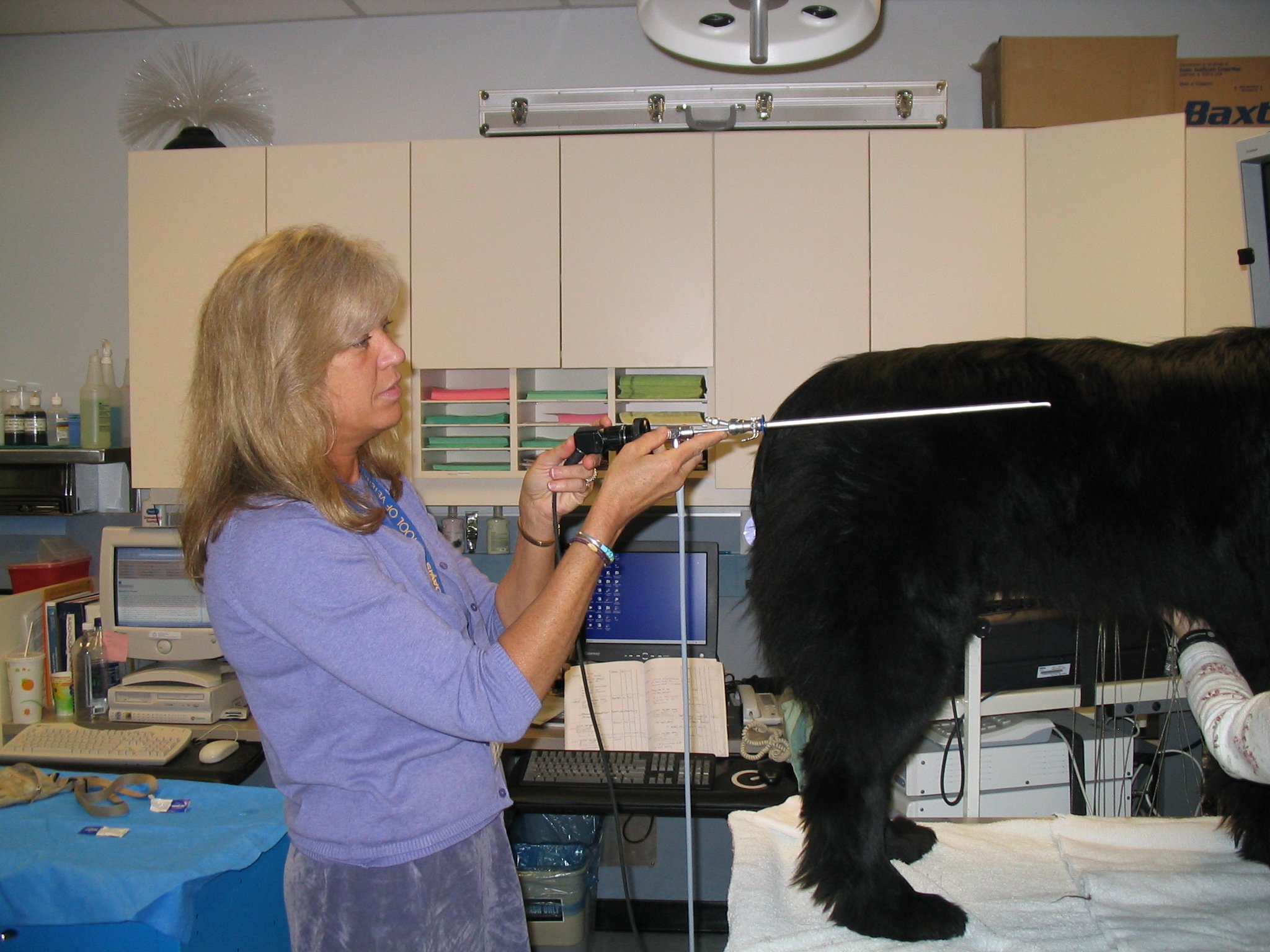 The Breeding Soundness Examination in Dogs and Cats - The Breeding ...