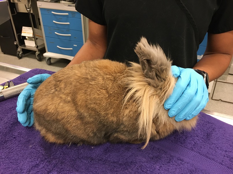 Image:Minimal restraint, rabbit-Merck Veterinary Manual