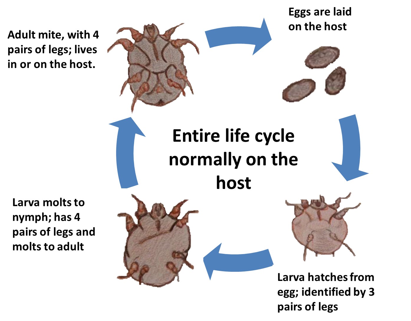 Image:General life cycle of mites-Merck Veterinary Manual