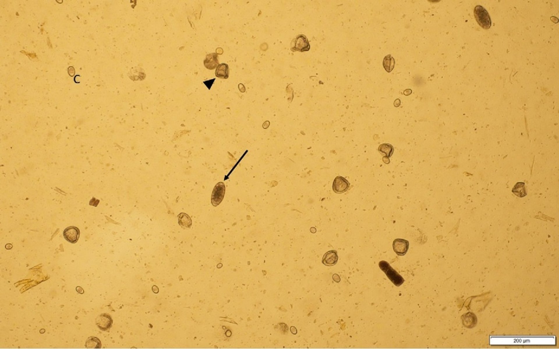 Common Gastrointestinal Parasites of Small Ruminants - Digestive System ...