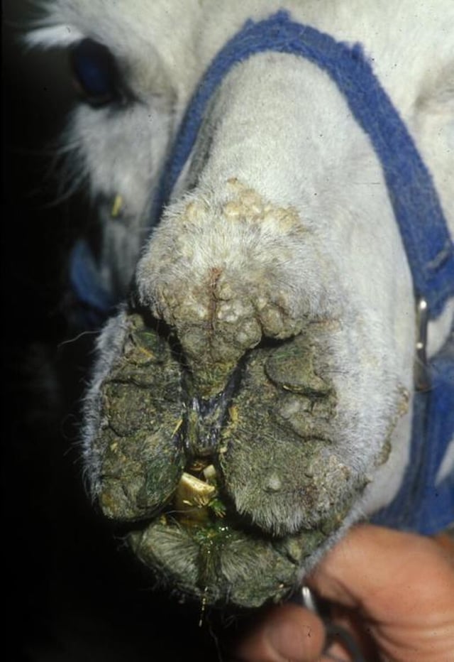 Diseases of Llamas and Alpacas - Exotic and Laboratory Animals - Merck ...