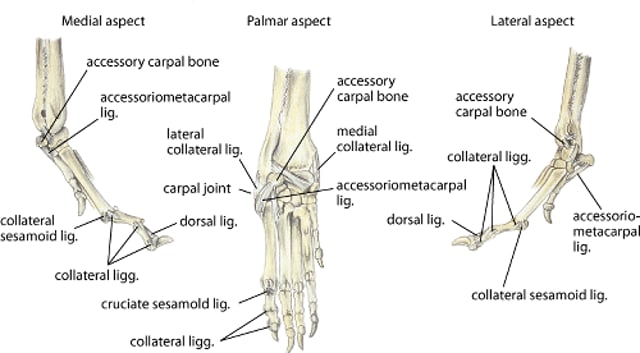 Joint Trauma in Dogs and Cats - Musculoskeletal System - Merck ...