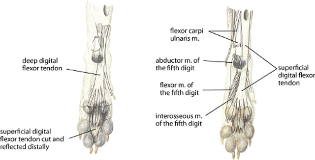 Joint Trauma in Dogs and Cats - Musculoskeletal System - MSD Veterinary ...