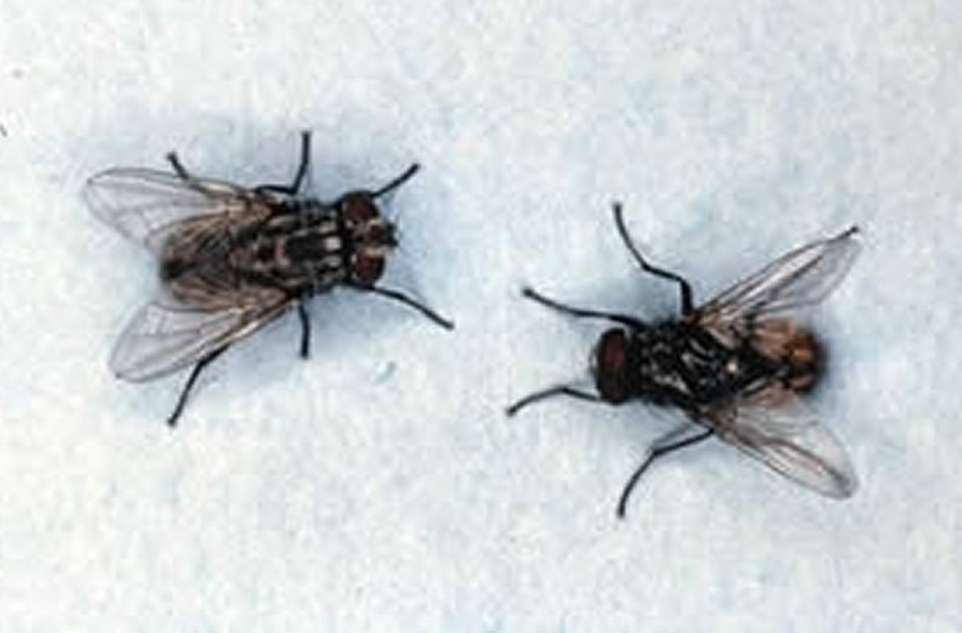 Eyeworms of Large Animals - Eye Diseases and Disorders - MSD Veterinary ...