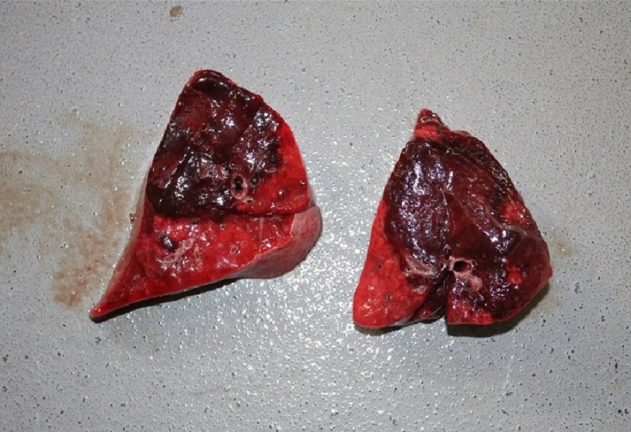 Image:Mycoplasma pneumonia, lung, goat-MSD Veterinary Manual