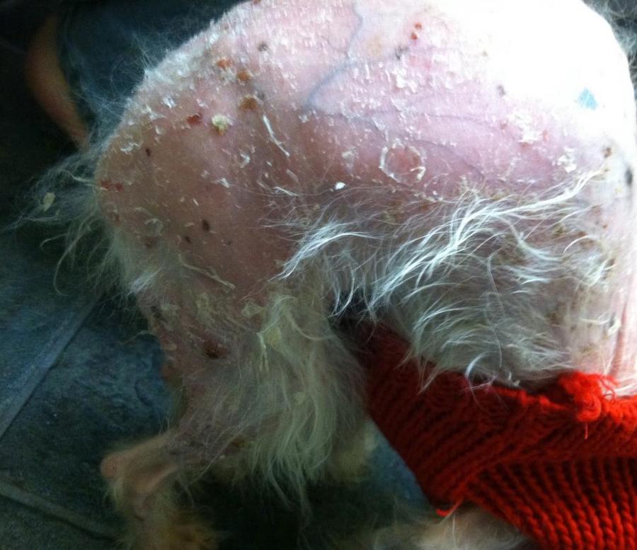 Image:Mycosis fungoides, old Toy Poodle mix-Merck Veterinary Manual
