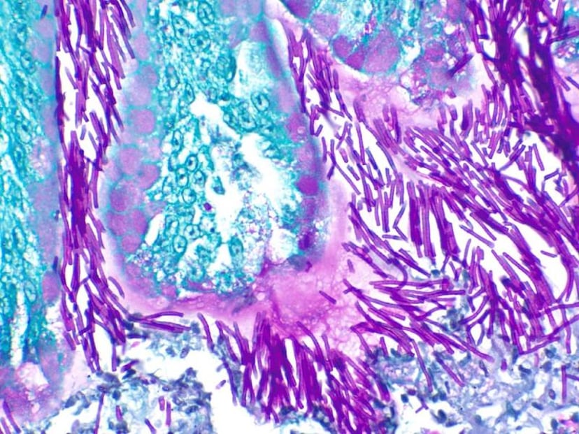 Enfermedades micóticas de las aves de compañía - Animales exóticos y de ...