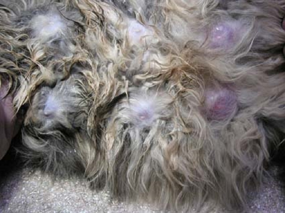 Image:Mammary hyperplasia, cat-Merck Veterinary Manual