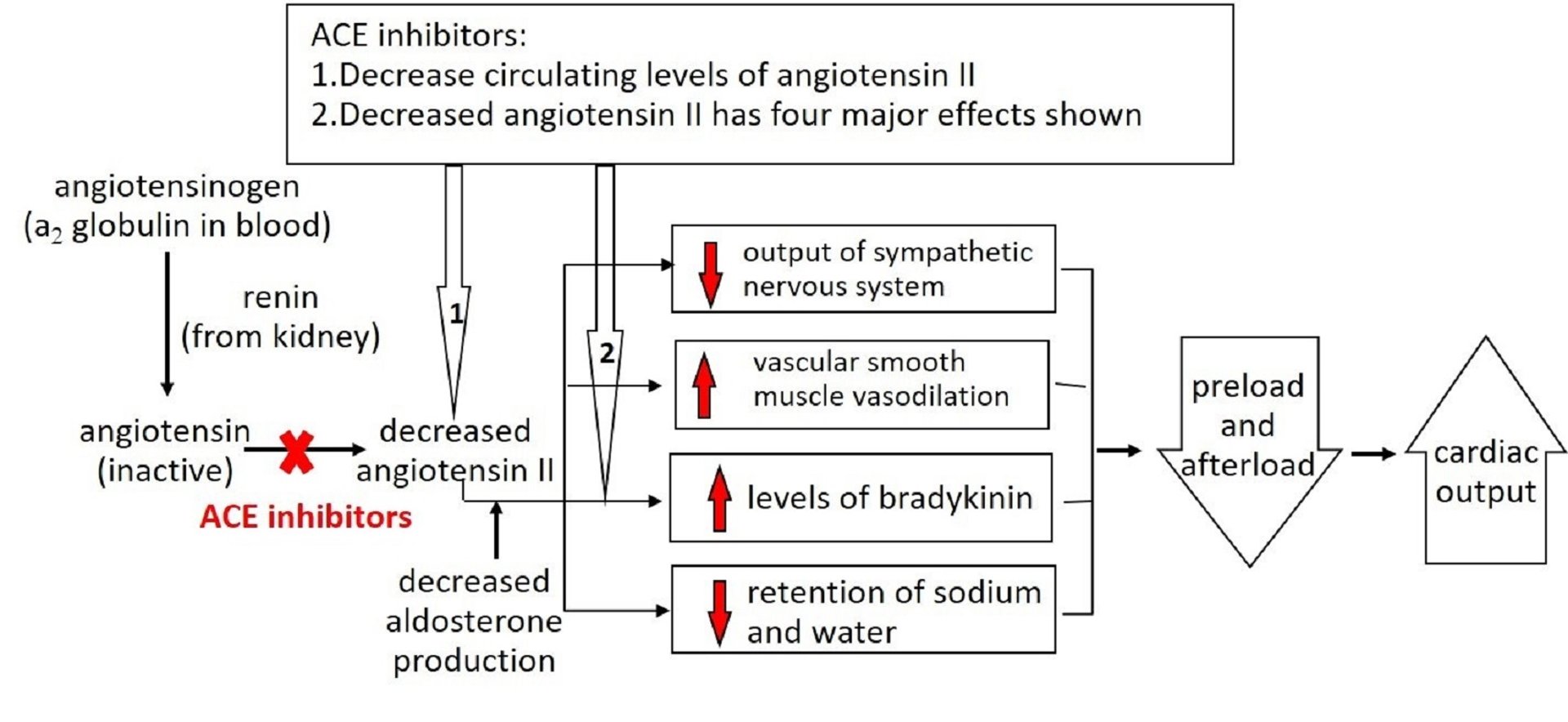 Image:Mechanism of action of ACE inhibitors-MSD Veterinary Manual