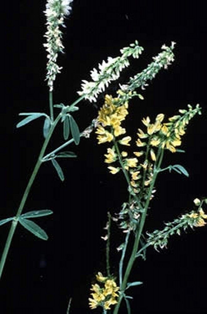 Image:Melilotus officinalis (trébol dulce)-Manual de veterinaria de MSD