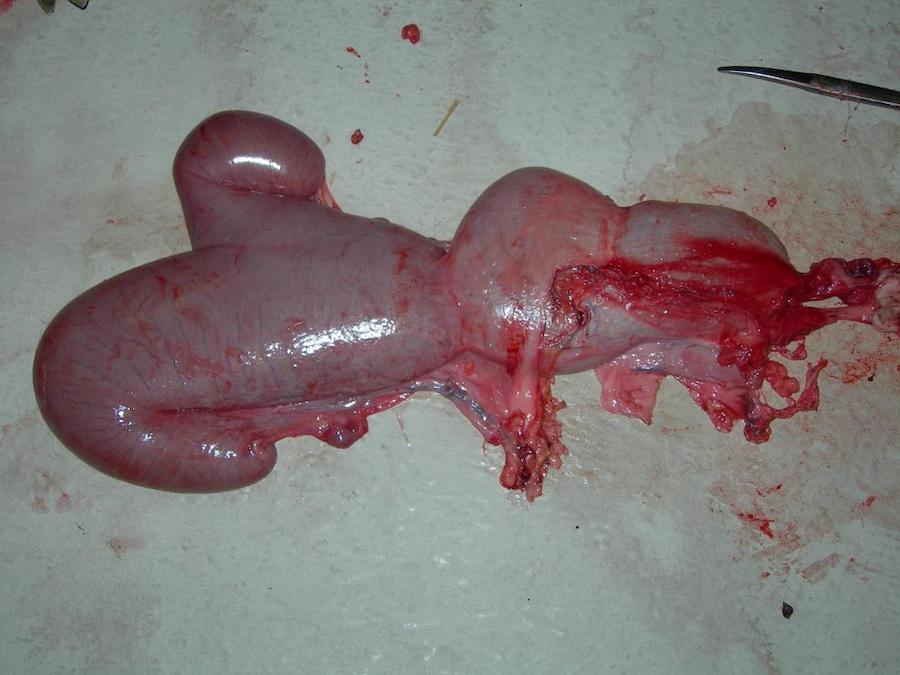 Image:Mucometra and mucocolpos, alpaca-MSD Veterinary Manual