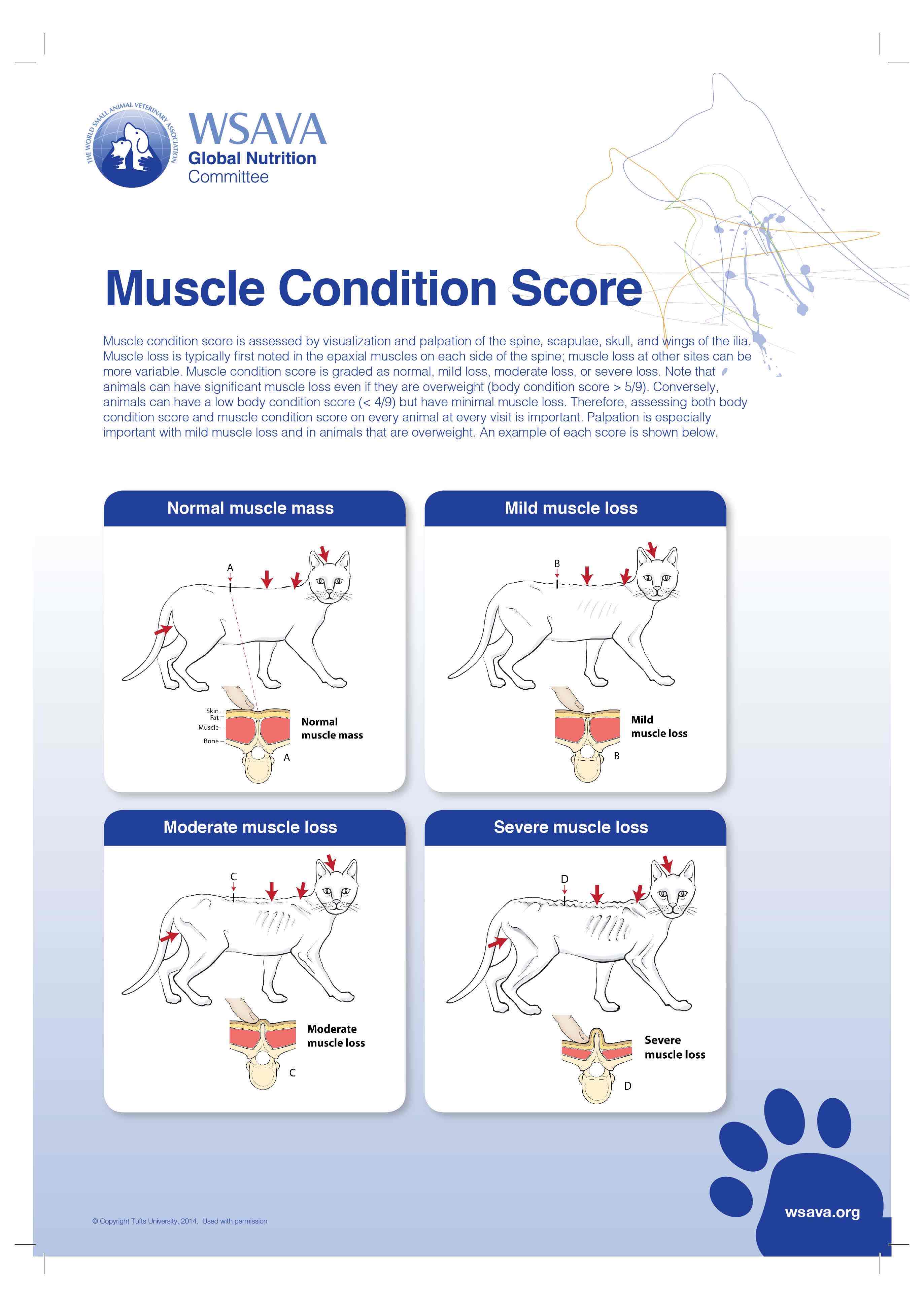 Image:Muscle Condition Score chart, cats-Merck Veterinary Manual