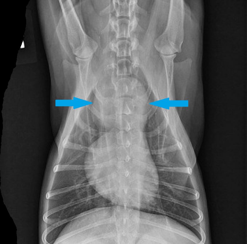 Neurological Paraneoplastic Syndromes in Small Animals - Generalized ...