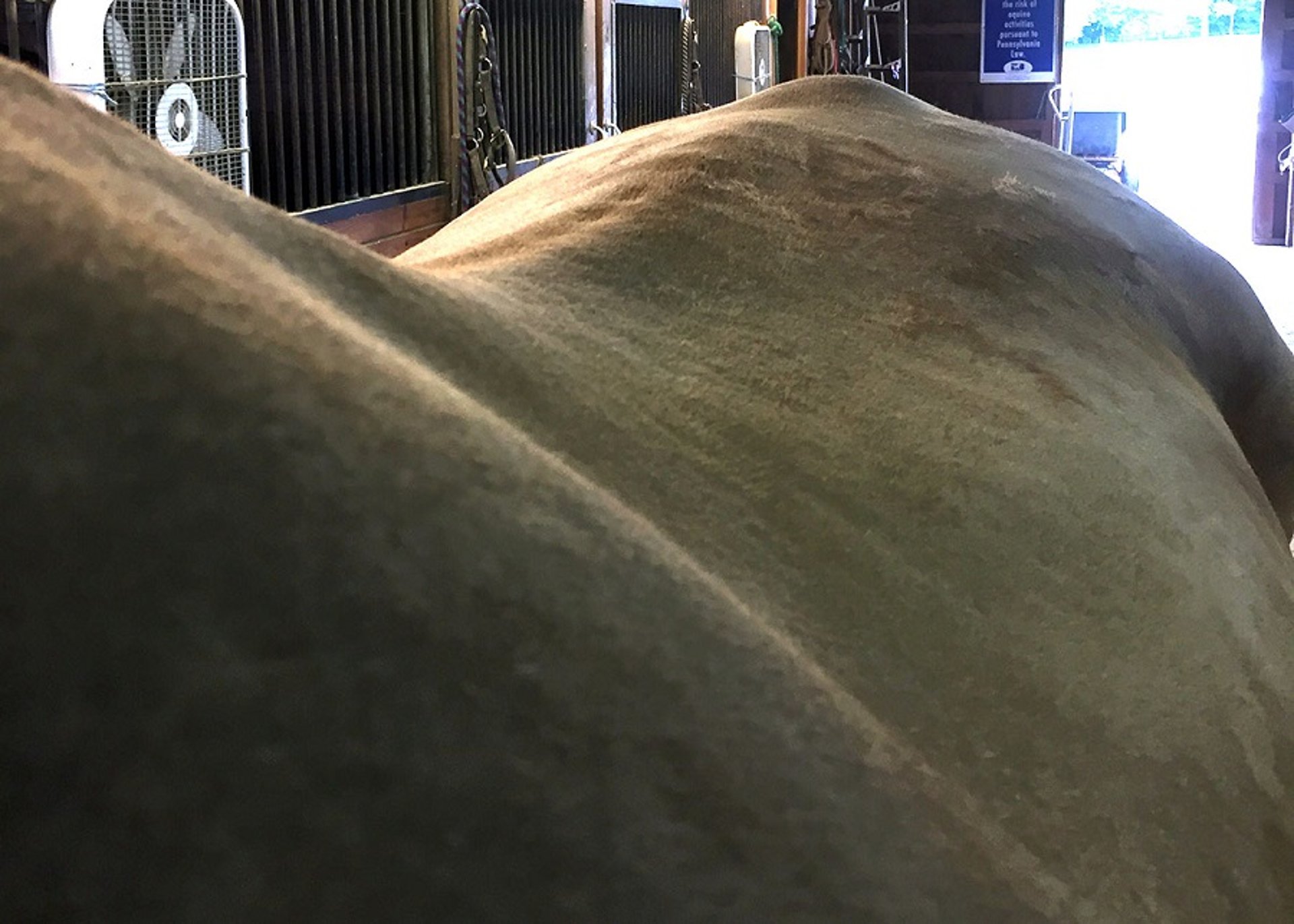 Exertional Myopathies in Horses - Musculoskeletal System - Manual MSD ...