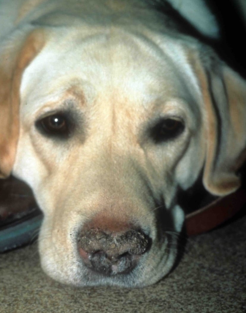 Image:Nasal parakeratosis, Labrador Retriever-Merck Veterinary Manual