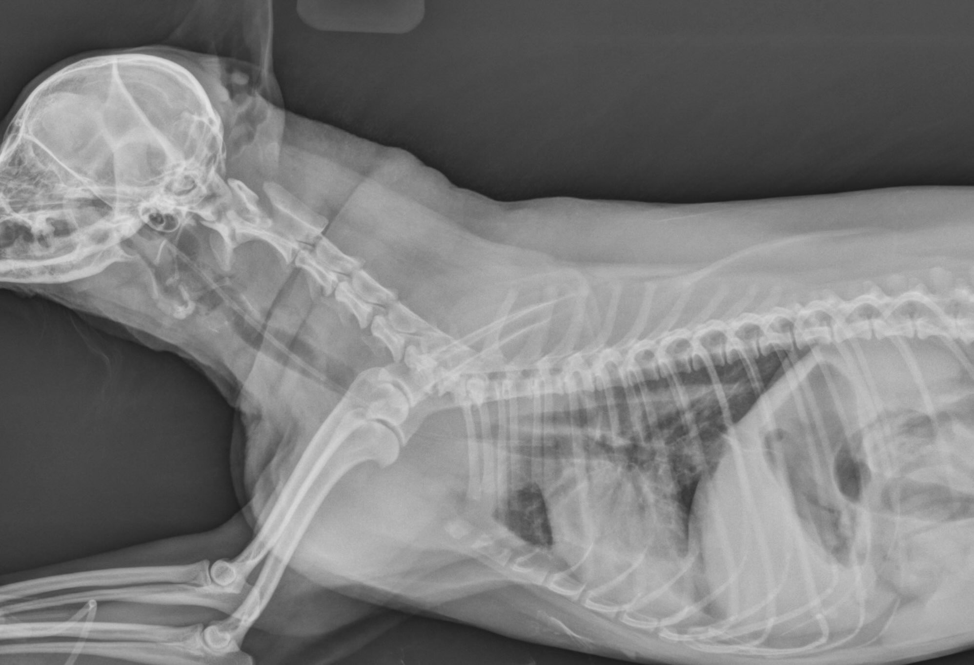 Image:Nasotracheal oxygen, radiograph, dog-MSD Veterinary Manual
