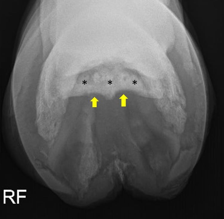 Image:Navicular bone degeneration, radiograph, horse-Merck Veterinary ...
