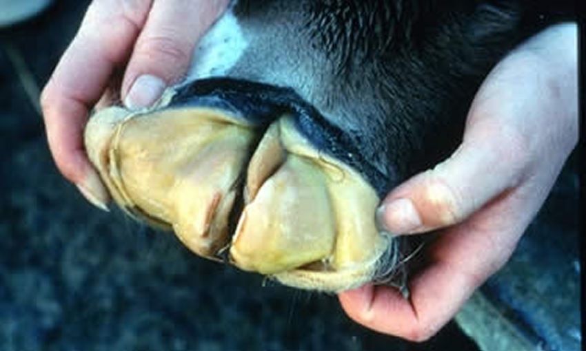 Image:Neonatal isoerythrolysis, icteric mucous membranes, foal-Merck ...