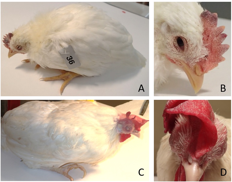 Image:Newcastle disease, chickens-MSD Veterinary Manual