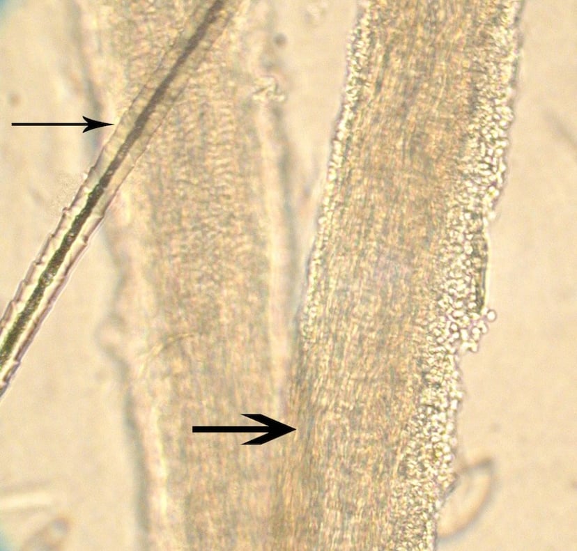 Dermatophytosis in Dogs and Cats - Integumentary System - MSD ...