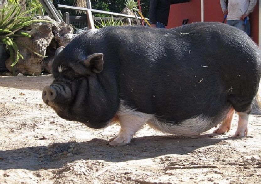 Feeding and Nutrition of Miniature Pet Pigs - Exotic and Laboratory ...