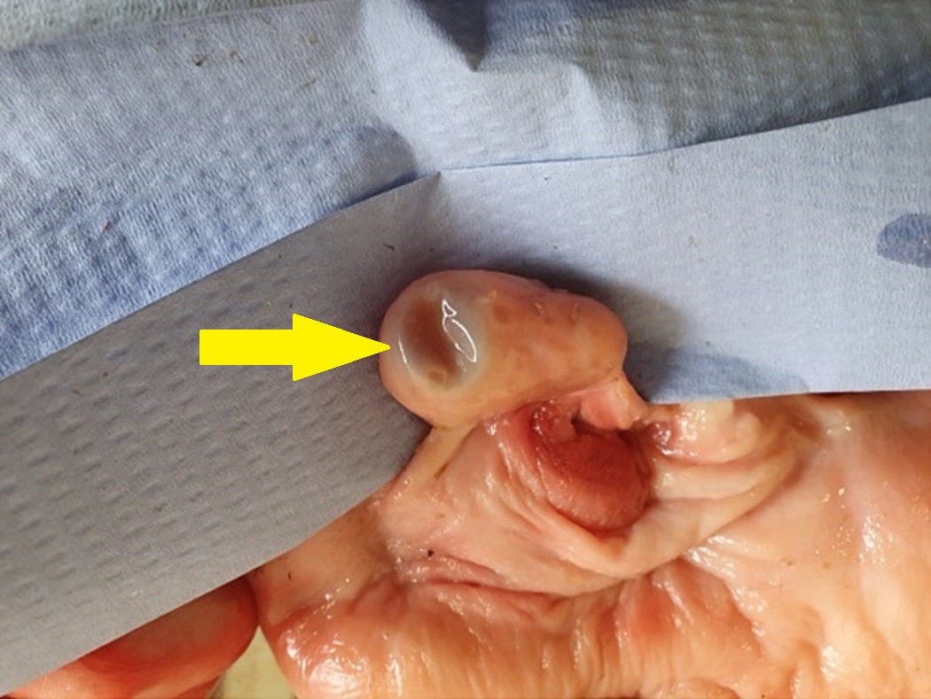 Image:Ovarian fossa, cow-Merck Veterinary Manual
