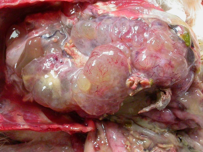 Image:Ovarian tumor, cockatoo-Merck Veterinary Manual