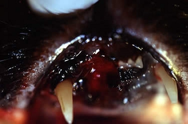 Image:Oral malignant melanoma, cat-MSD Veterinary Manual