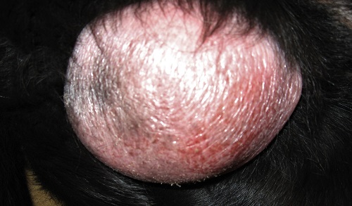 Image:Orchitis and epididymitis, excoriated and inflamed scrotum, dog ...