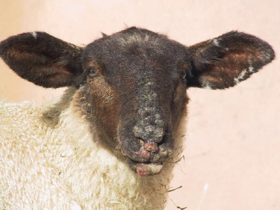 Contagious Ecthyma in Sheep and Goats - Integumentary System - Merck ...