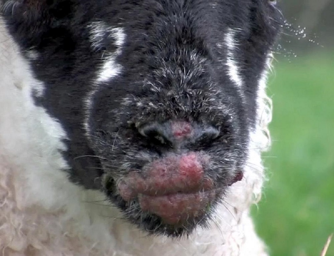 Image:Contagious ecthyma (Orf), sheep-Merck Veterinary Manual