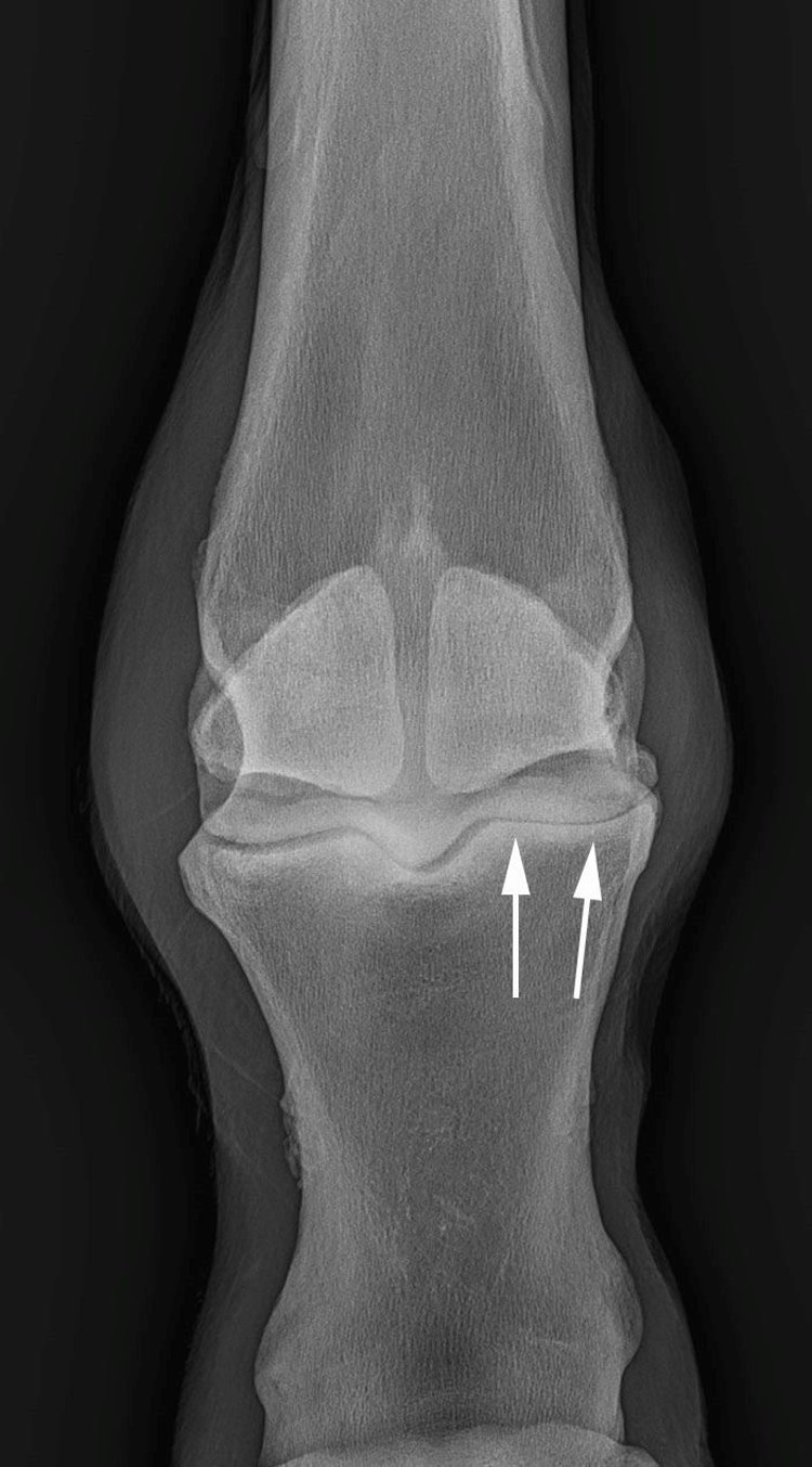 Disorders of the Pastern and Fetlock in Horses - Musculoskeletal System ...