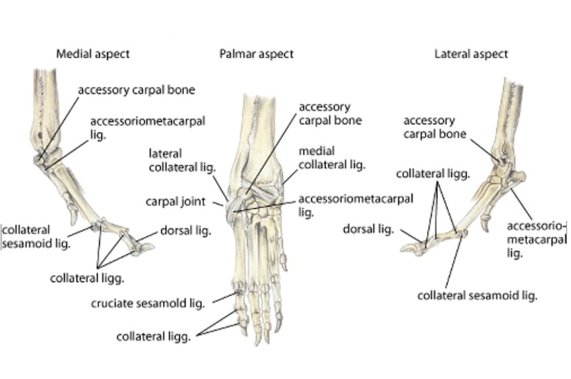 Joint Trauma in Dogs and Cats - Musculoskeletal System - Merck ...