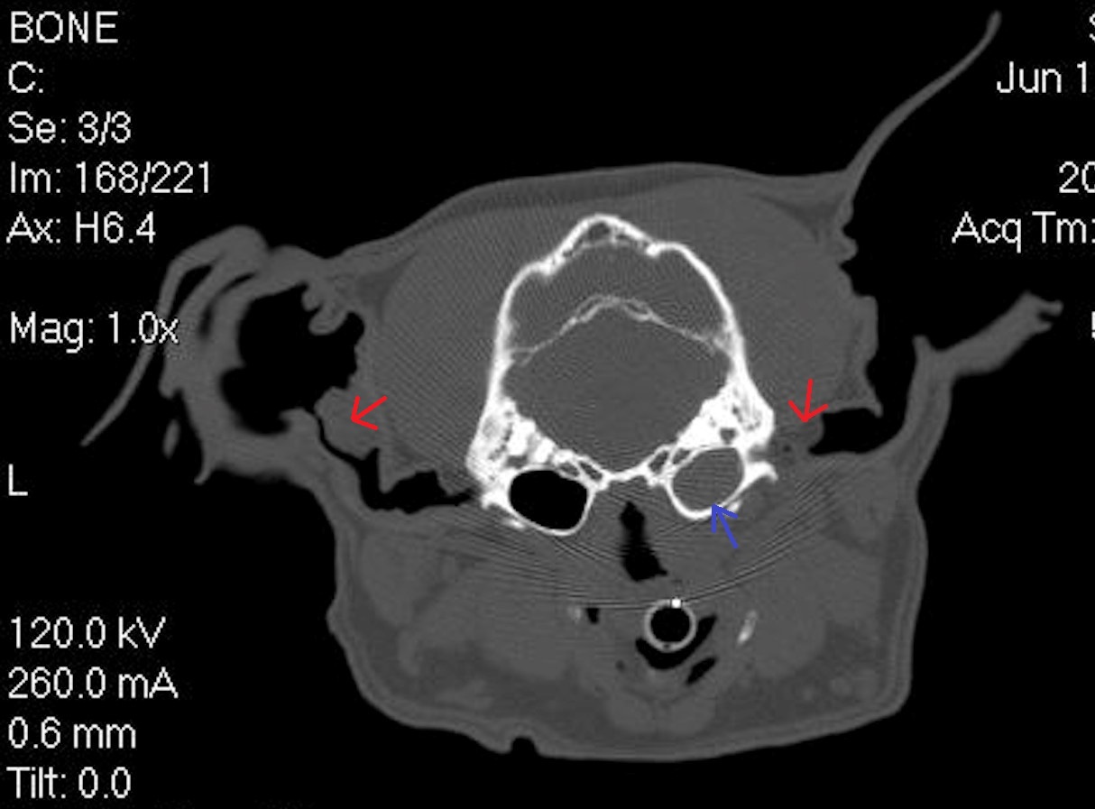 Image:Otitis media and externa, CT scan, head, dog-MSD Veterinary Manual