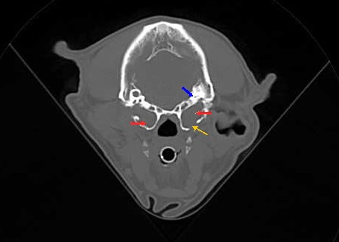 Image:Otitis media and interna, CT scan, head, dog-Merck Veterinary Manual