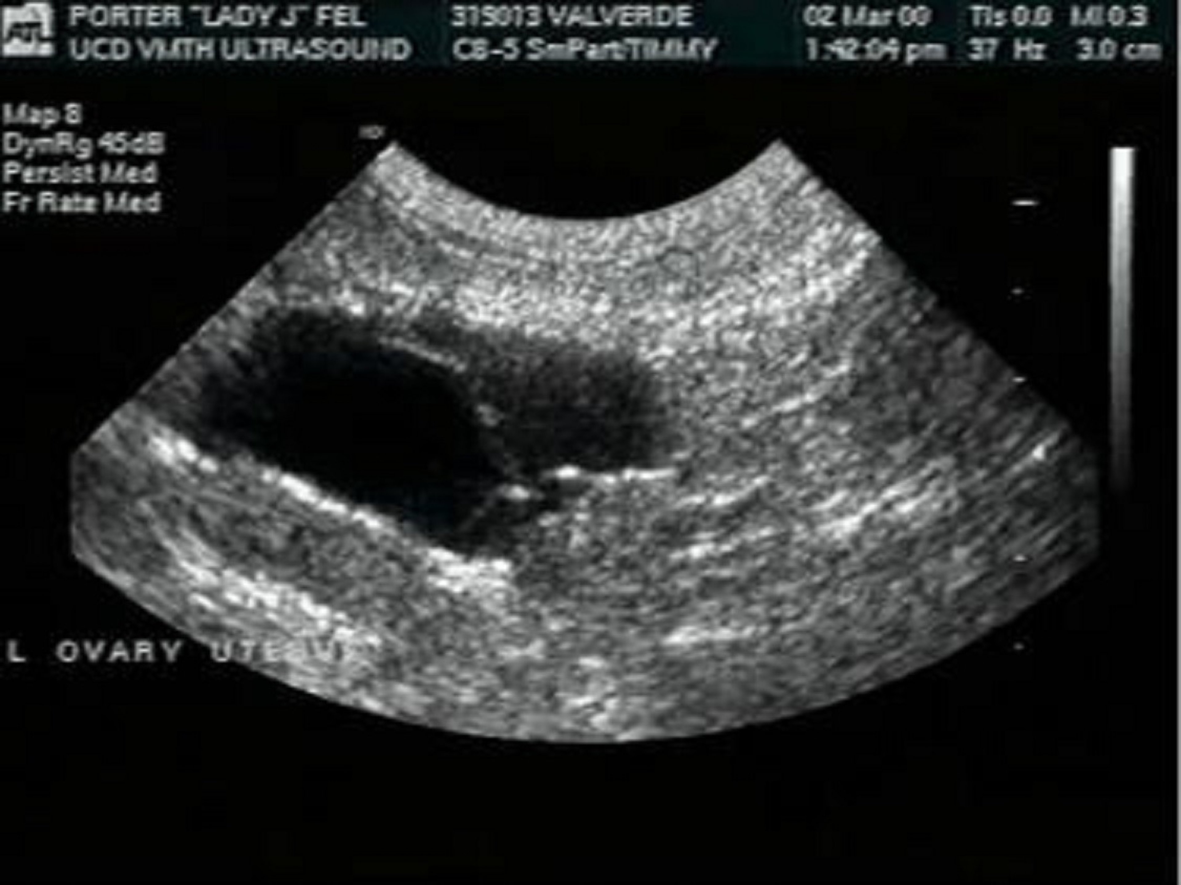 Follicular Cysts in Small Animals - Reproductive System - Manual MSD de ...
